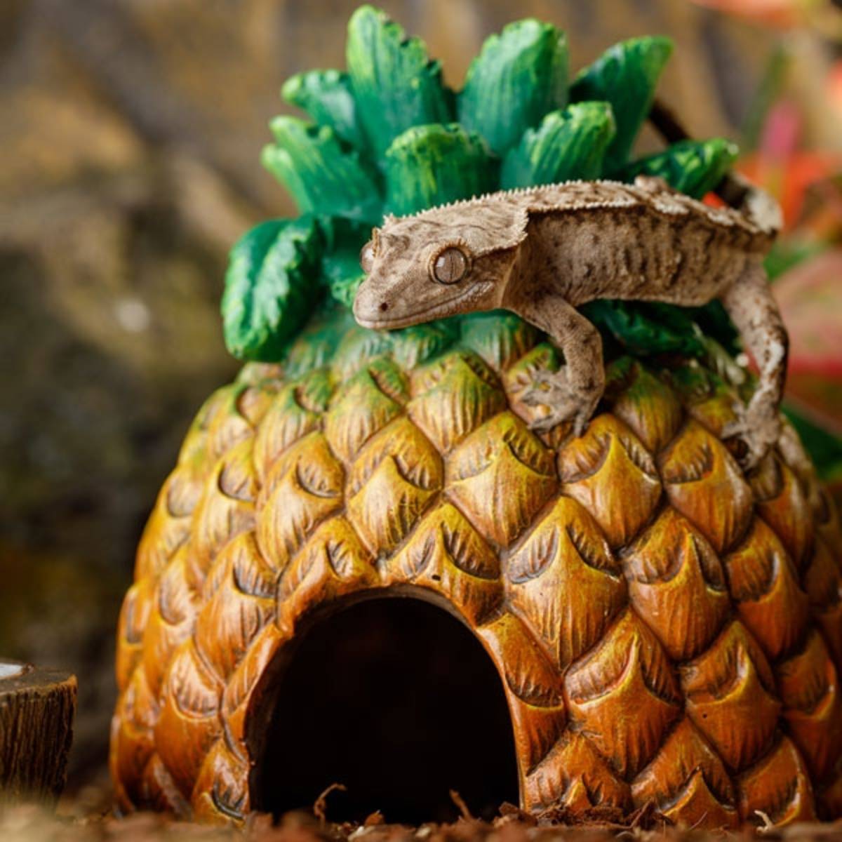 Exo Terra Pineapple Hide – Zen Habitats